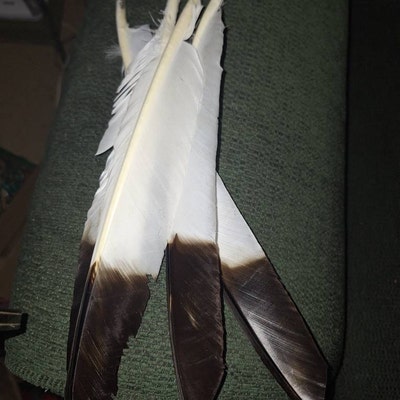 Super Long Feathers,30 Pieces Wholesale XL Thin Long Mix Rooster Hair ...