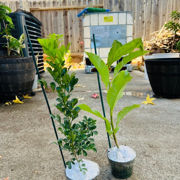 Chinese Perfume Tree, Chinese Rice Flower, in 4 Pot Aglaia Odorata - Etsy