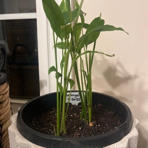 Thai Ginger Plant Alpinia Galanga Ginger Plants to Grow Live Starter ...