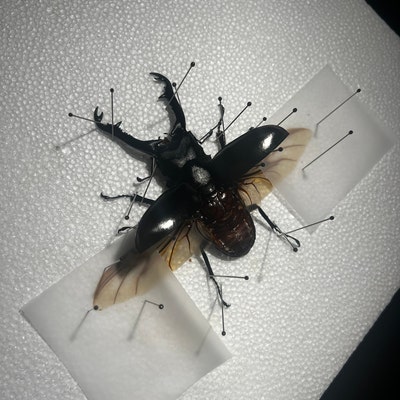 Stainless Steel Entomology Pins, for Insects and Butterflies - Etsy