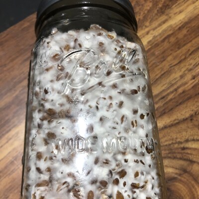 Shaggy Mane Mycelium Syringe coprinus Comatus 10cc Live Culture ...