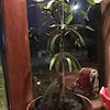 Ice Cream Dwarf Mango Tree Grafted - 18" to 24" - Etsy