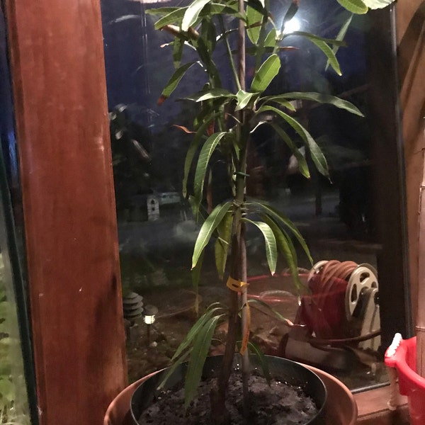Ice Cream Dwarf Mango Tree Grafted - 18" to 24" - Etsy
