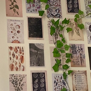 Natural Botanical Aesthetic Wall Collage Kit 20 Physical Prints - Etsy