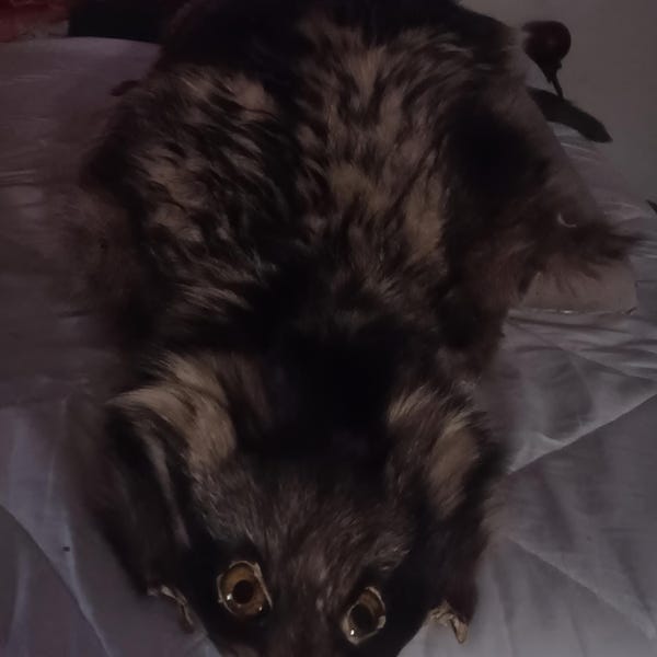Finnish Raccoon, Tanuki Dog Fur Pelt (finland), 1X-2X - Etsy
