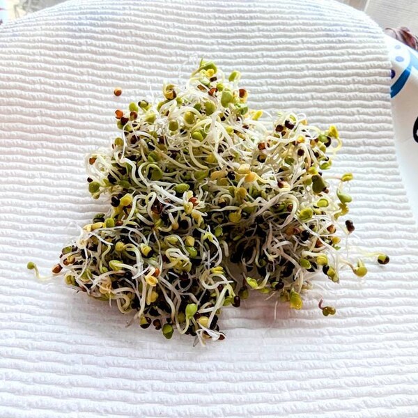 Organic Oat Pet Grass Grow Your Own Healthy, Organic Pet Grass. Kit ...