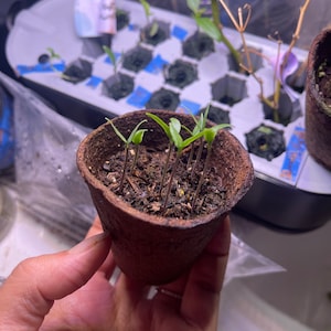 15 Numex Pinata Pepper Seeds isolated-padded Envelope - Etsy