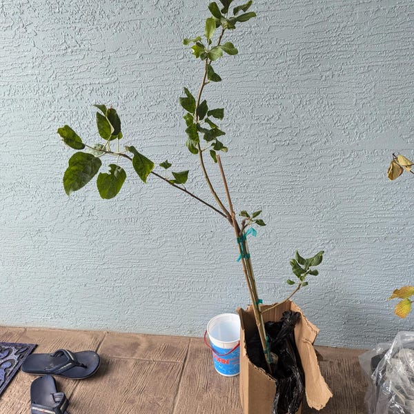 Ana Apple - Low Chill -3 to 4 Feet Tall - Ship in 3gal Pot - Etsy