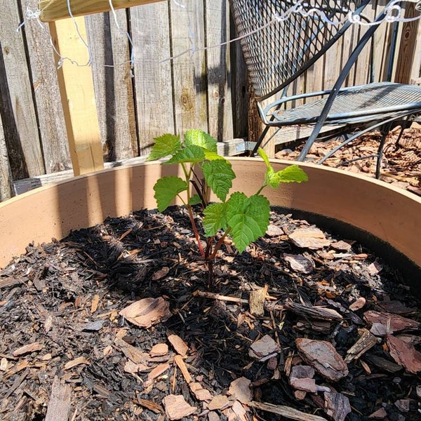1 Southern Home Muscadine Grape Plant: Alachua Black Fruit Vine - Etsy