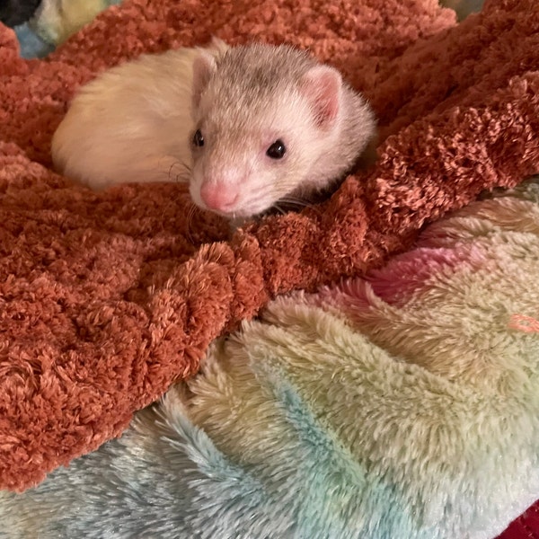 Hand Knitted Ferret Snuggle Pocket: Chunky Yarn Sleeping Sack - Etsy