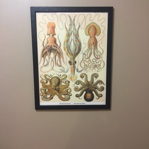 Octopus Print, Ernst Haeckel Scientific Illustration, Educational Chart ...