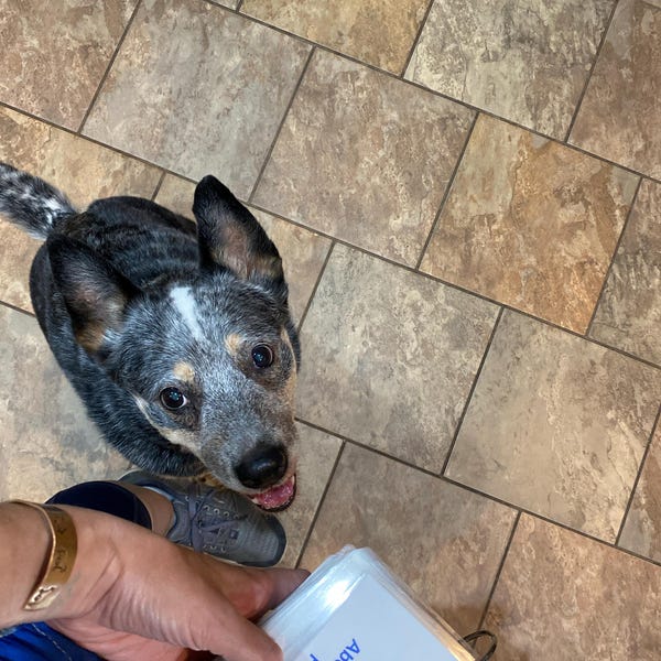 AKC Rally Laminated Sign Set NOVICE - MASTER - Etsy