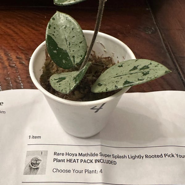 Rare Hoya Mathilde Super Splash Rooted Pick Your Plant - Etsy