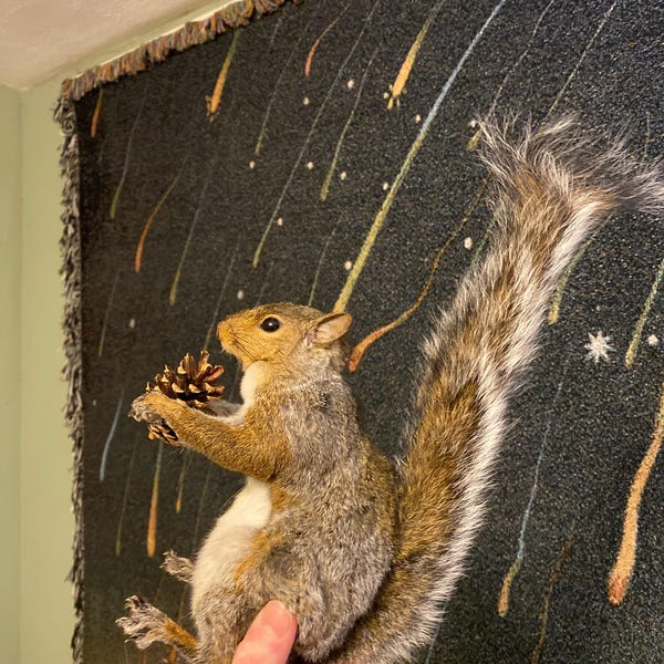 Squirrel Taxidermy, Red Squirrel Taxidermy, Adirondacks, Adirondack ...