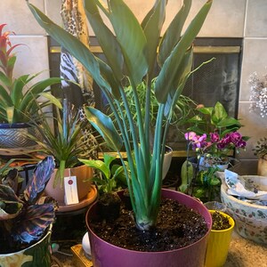 Variegated Tri Color Ginger Tropical Plant Red Green White - Etsy