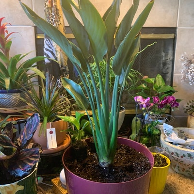 Variegated Tri Color Ginger Tropical Plant Red Green White - Etsy