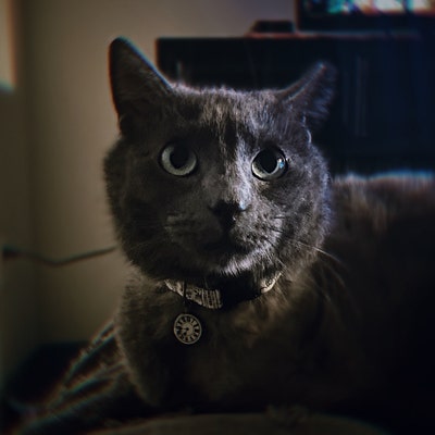 Cat Collar Steampunk Victorian Newspaper With Bronze or - Etsy