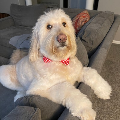 Thanks, Dawg Greeting Card Thank You Card Dog Thank You Card Dog Lover ...