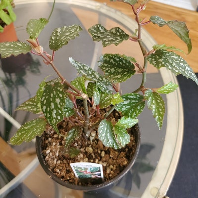 Angelwing Begonia 'medora' - Etsy