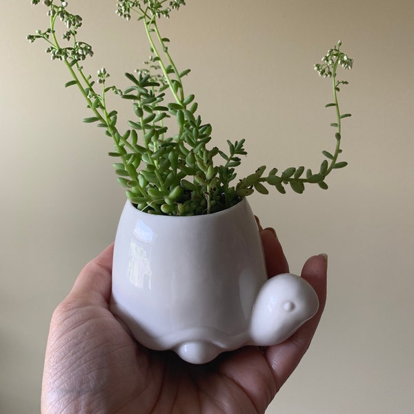 Cow Bull Ceramic Bonsai Pot Air Plants Succulent Animal Planter Home ...