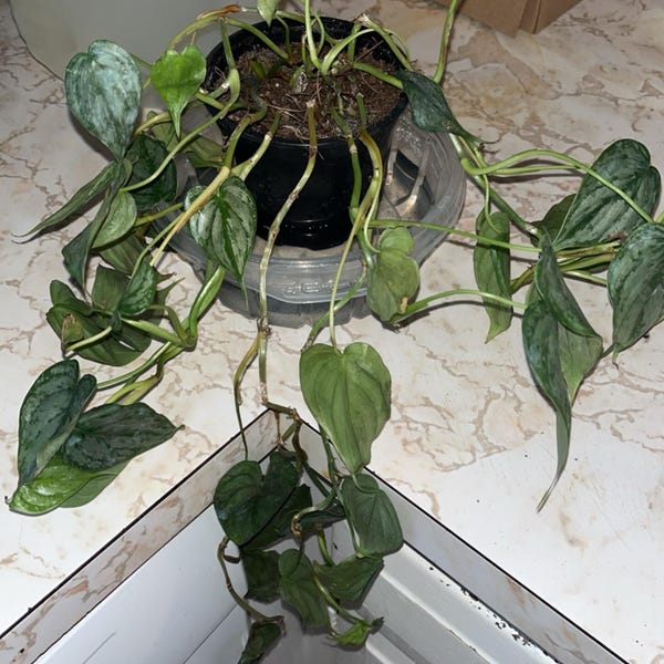 Chester Fern Starter Plant ALL STARTER PLANTS Require You to Purchase 2 ...