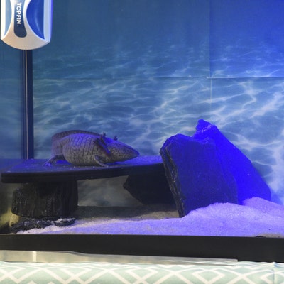 Quick Corner Caddy TM System: 8 Quartz Stone Shelf With Mounting ...