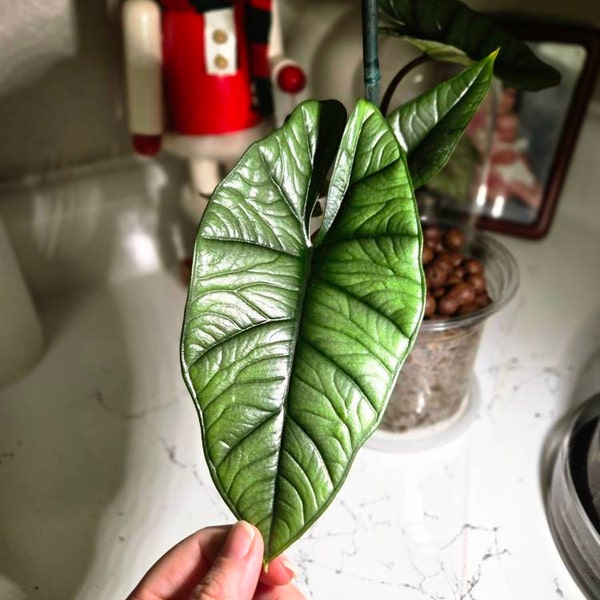Mican Philodendron Velvet Leaf Philo Indoor & Outdoor Live Tropical ...