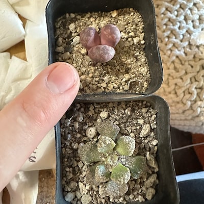 Plant 1 Conophytum Maughanii Witsand - Etsy