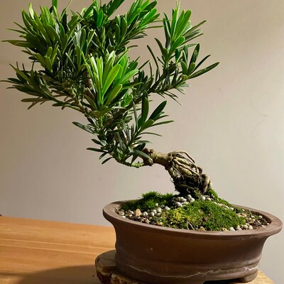 Zanthoxylum Piperitum rare Bonsai Tree, eye Candy Collection From Rare ...