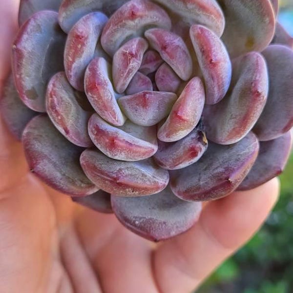 Mix Rare Live Succulent Plants Advanced Level Blind Box, 2-3.5" Random ...