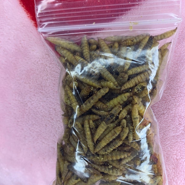 Freeze Dried Worms, Pet Treats for Rat Treat, Chicken Treat, Bearded ...