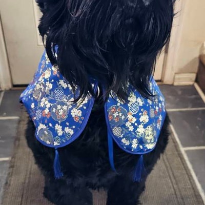 Dog Halloween Costume Inspired From White Rabbit Alice in Wonderland ...