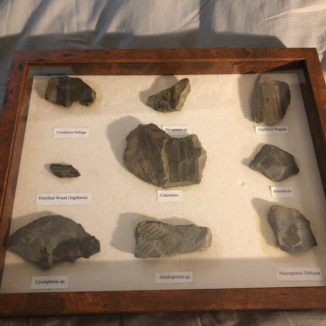 Professor Goose's Fossil Shack by ProfGooseFossilShack on Etsy