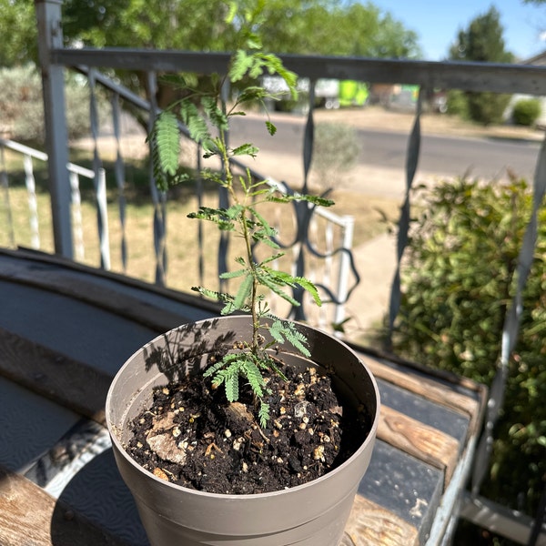 Texas Ebony, Native Texas Tree Seeds and Seedlings: Ebenopsis Ebano ...