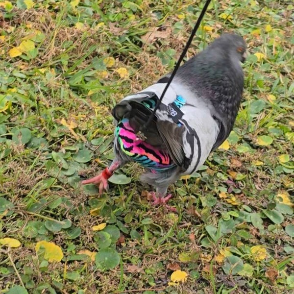 Cute Small Bird Nest Cosy. Pet Birds Love These Colorful Hide Houses ...