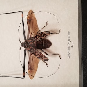 Real Rare Kaiser-i-hind Swallowtail Butterfly Framed Taxidermy - Etsy