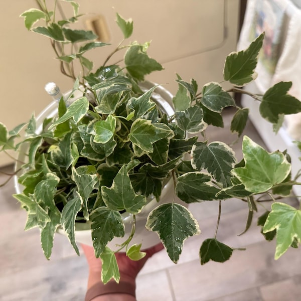 6" White Variegated English Ivy • Easy Plant • Live Houseplant Trailing ...
