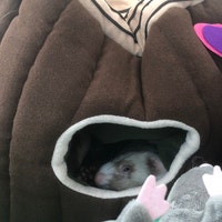 Wizard Ferret,сhristmas for the Ferret, Gift for Ferret Owner ...