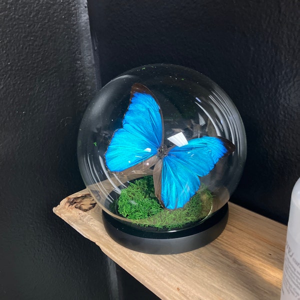 Preserved Blue Morpho Menelaus Butterfly in Glass Dome - Etsy