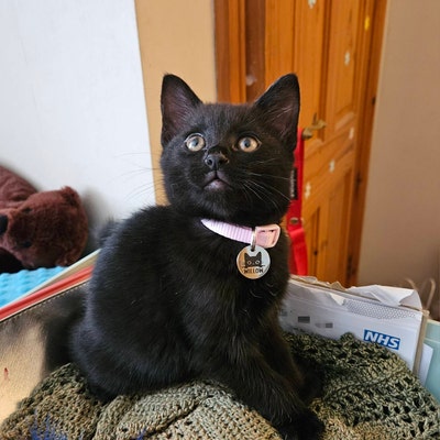 Tiny 20mm Cat Kitten ID Tags Laser Engraved, Stainless Steel Available ...