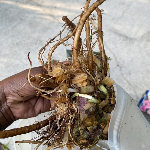 Freeze Dried Organic Comfrey Leaves: Natural Fertilizer, Salve ...