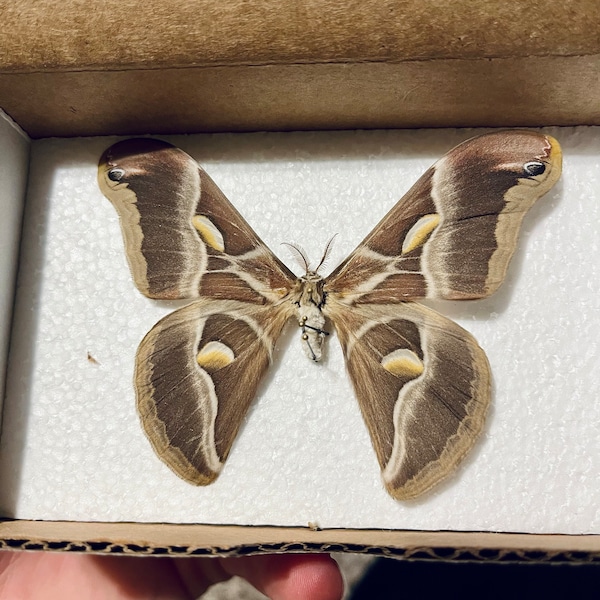 Samia Cynthia REAL Saturn Moth China - Etsy