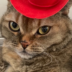 Red Cowboy Cat Hat for Your Cat - Etsy