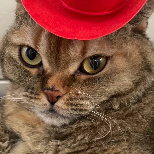 Red Cowboy Cat Hat for Your Cat - Etsy