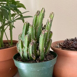 Calathea Medallion Roseopicta 6 Inch Regel Rose Rabbit Ear - Etsy