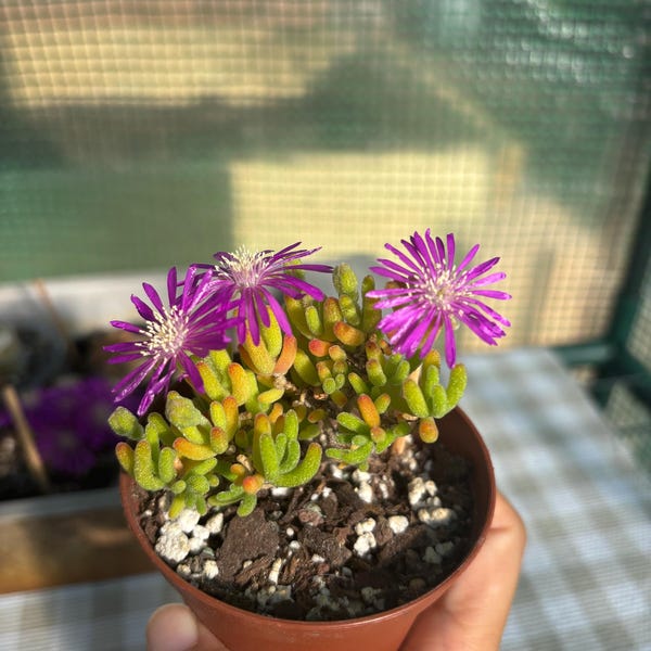 Beautiful Succulent: Dicrocaulon Ramulosum (l.bolus) Ihlenf Purple ...