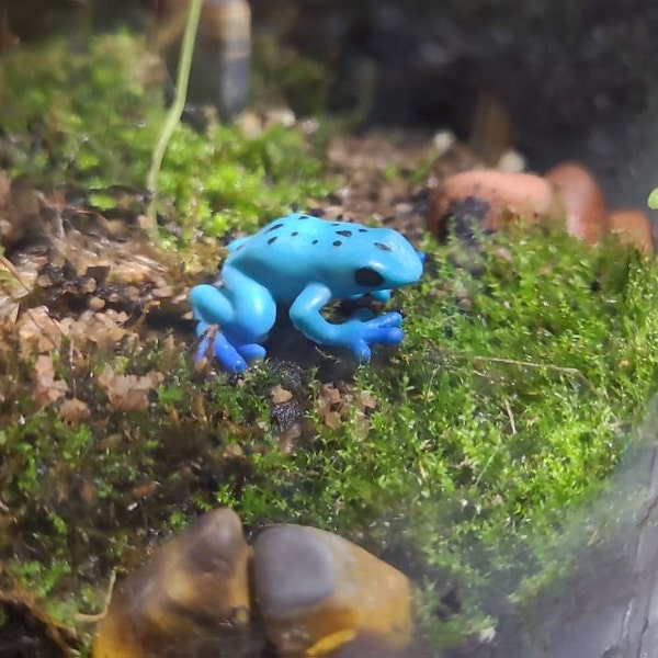 Set of Miniature Animals - Choose Any Set Terrarium Supplies Teeny Tiny ...