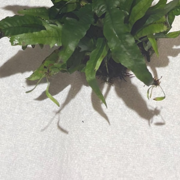 Java Fern 'lionfish' (microsorum Pteropus) on Nutripad - Rare Live ...