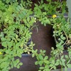 Creeping Fig ficus Pumila 2 Pack Living Wall , Groundcover ,house Plant ...