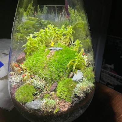Bio Bottles Emerald Garden Mini Desktop Terrarium bubble Cup Set Wabi ...
